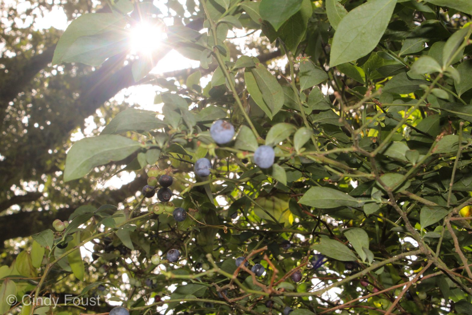 Lemon Blueberry Gooey Butter Cake - The Alphabet Mom